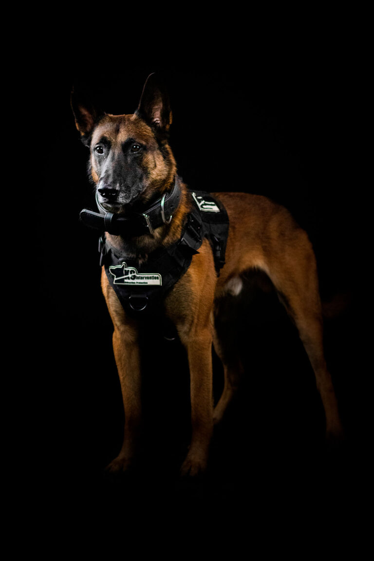 5 BENEFITS OF A DETECTOR DOG • K9 Inspection maître-chien